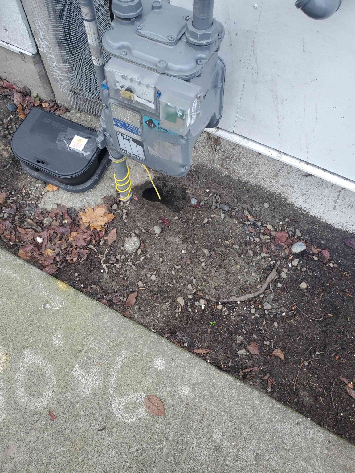 Pest Control Seattle 2025 - AMPMEXTERMINATOR