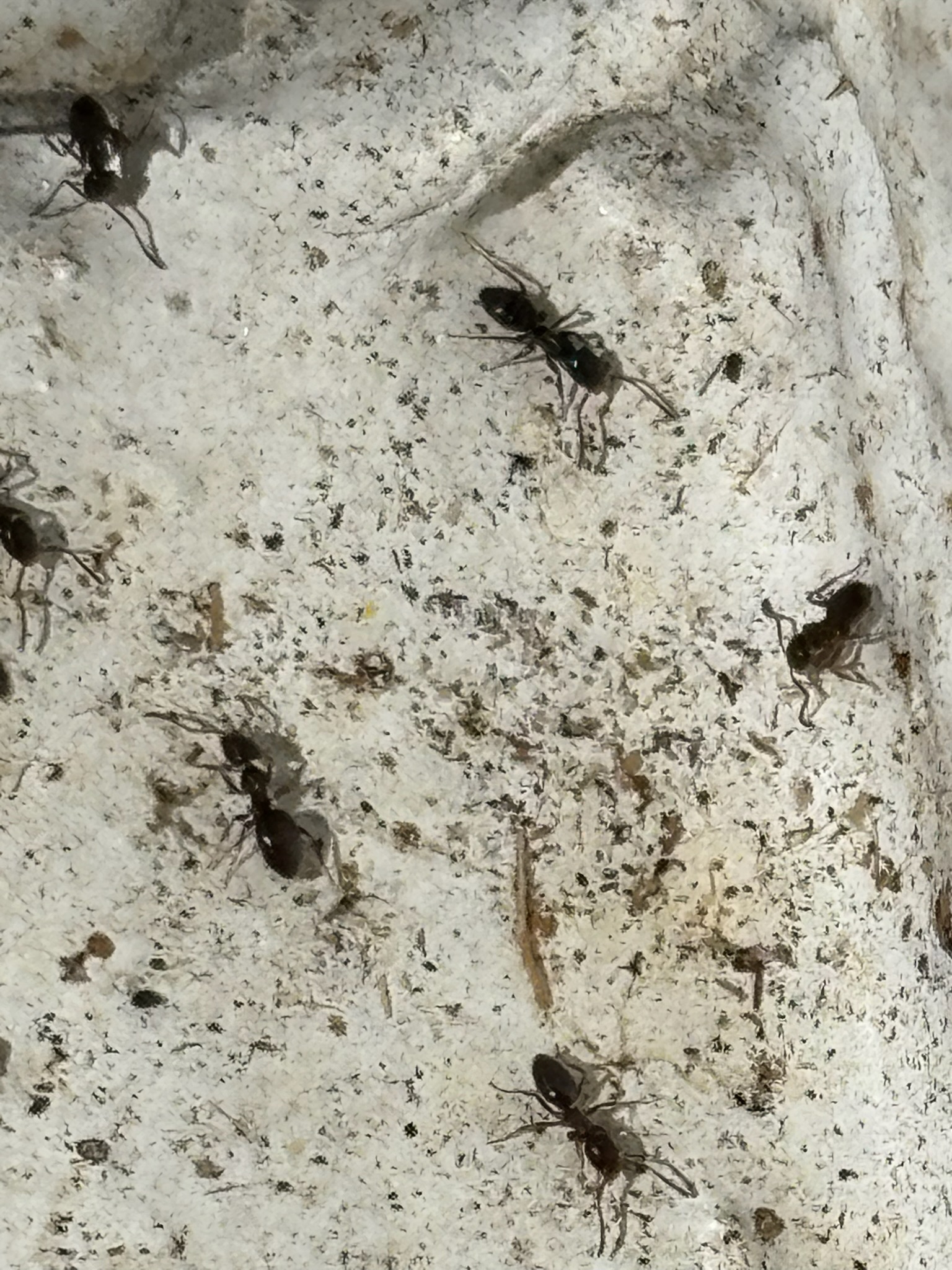 Sugar Ant Exterminator Seattle | Get Rid of Tiny Black Ants for Good ...