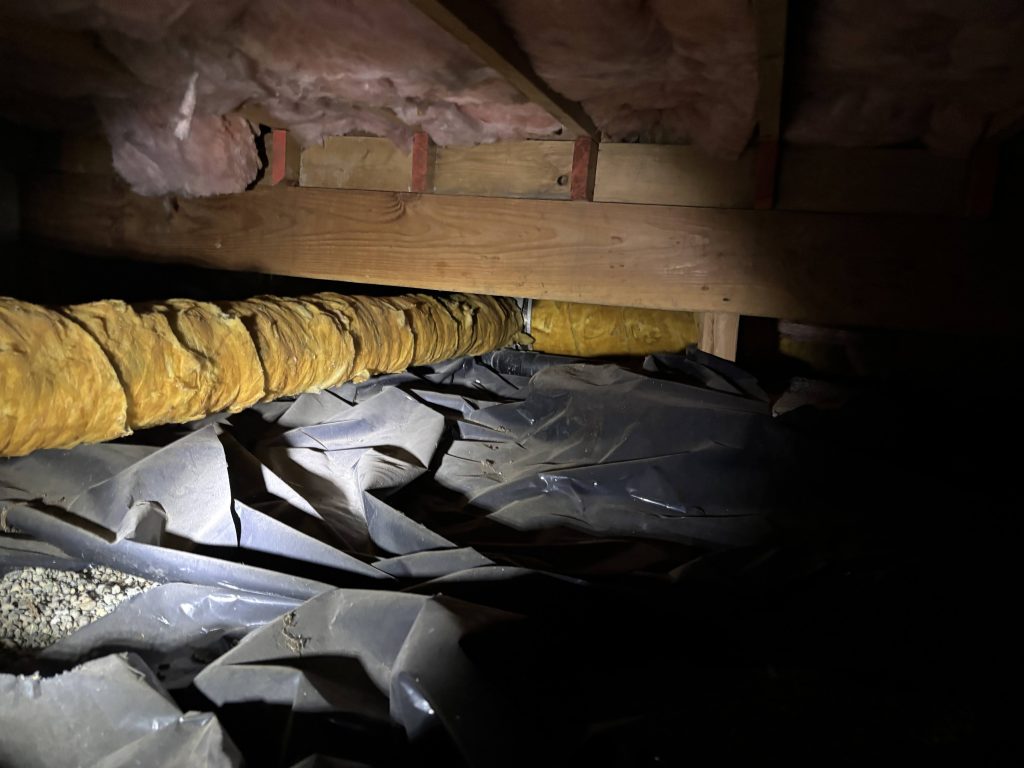 Rat Exterminator Seattle & King County WA | AMPM Exterminators ...