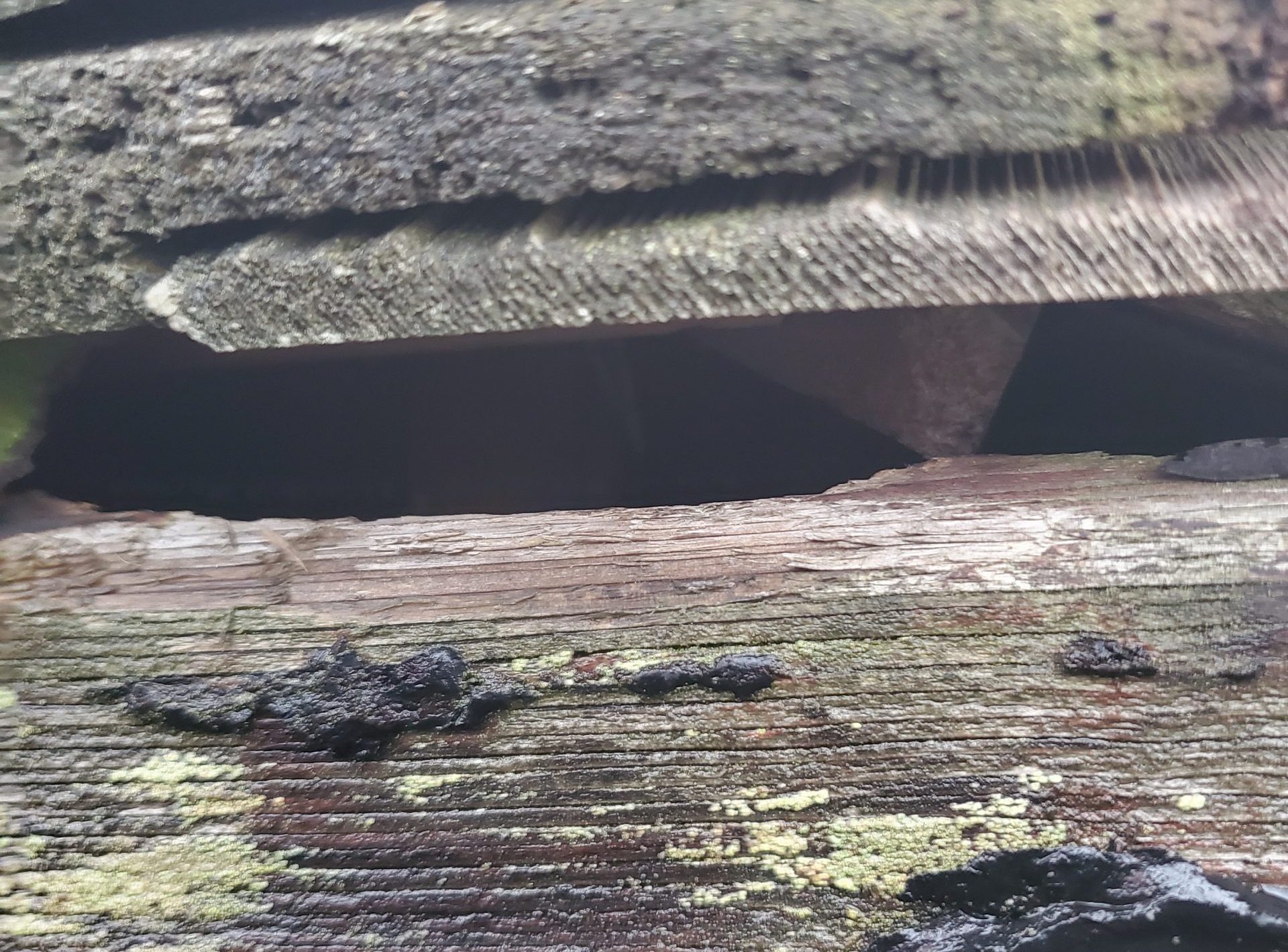 Exterminator for Rodents Near Me | Reliable Rodent Control Services